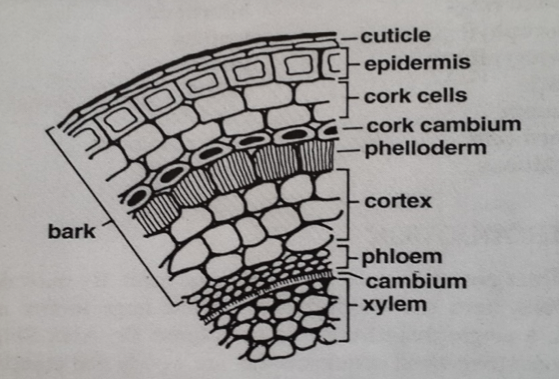 Phloem And Xylem Tree Trunk Posters Google Search Tree