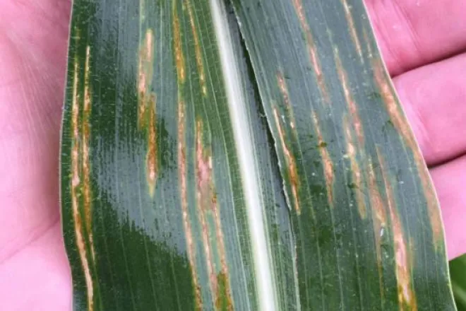 CSU Researchers Seek Samples of Corn Bacterial Leaf Streak ...